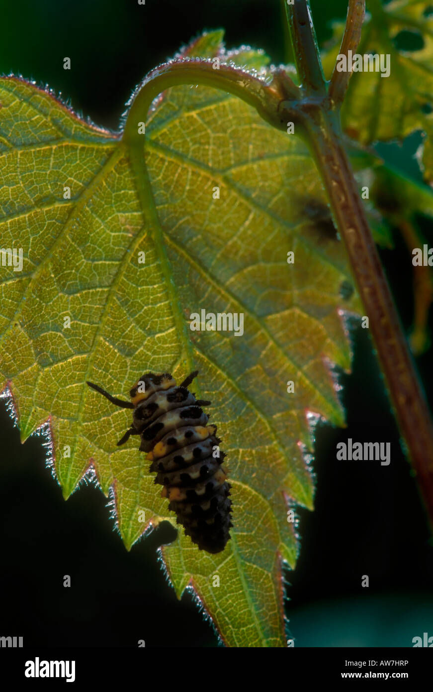 Ladybug beetle,larva stage,on underside of leaf Stock Photo - Alamy