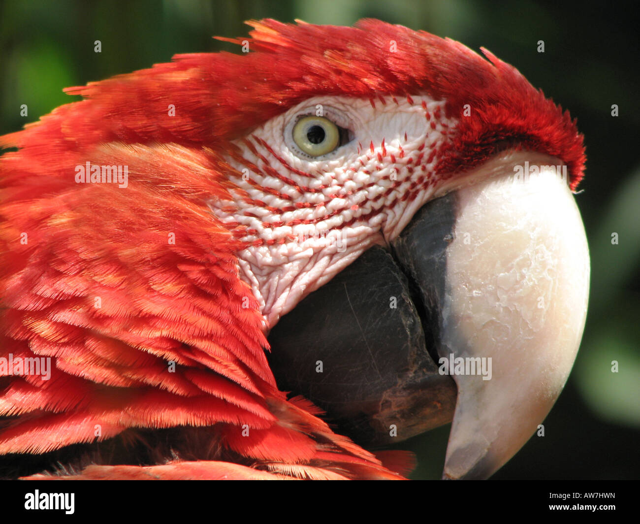 Yellow ird hi-res stock photography and images - Alamy
