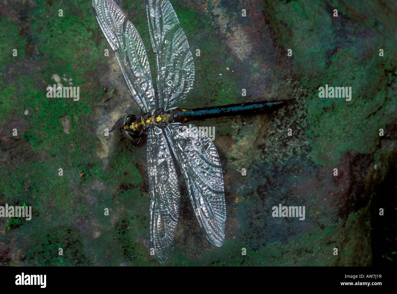 dragonfly with wet wings on boulder Stock Photo - Alamy