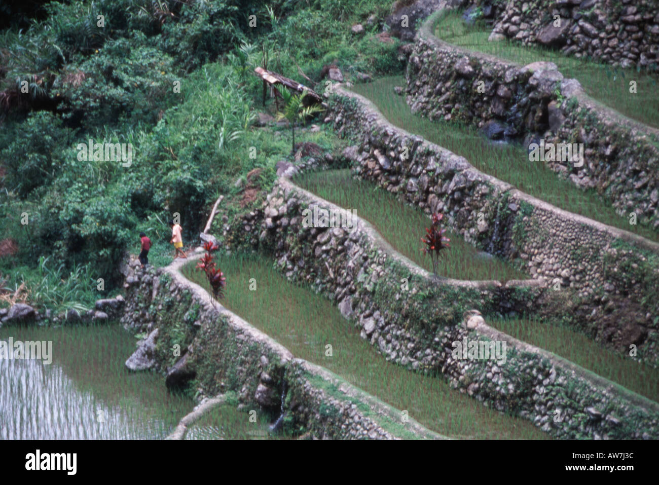The Rice Terraces of Batad in Luzon Philippines Stock Photo - Alamy