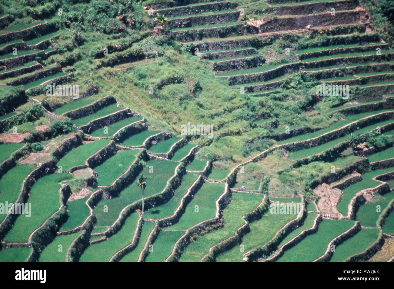 Mountain Landscape Batad Luzon Philippines Stock Photo - Alamy