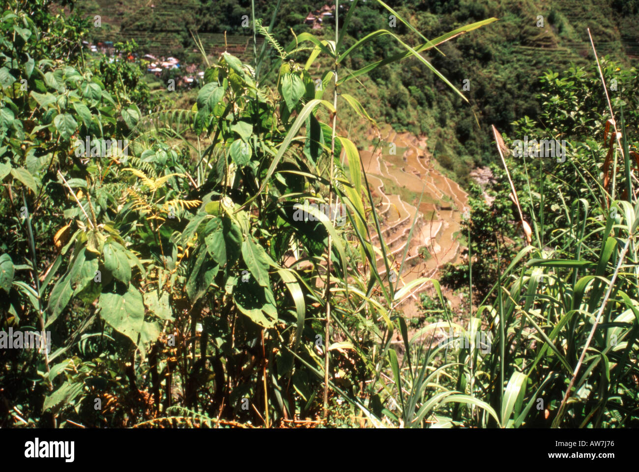 Mountain landscape Batad area Luzon Philippines Stock Photo - Alamy