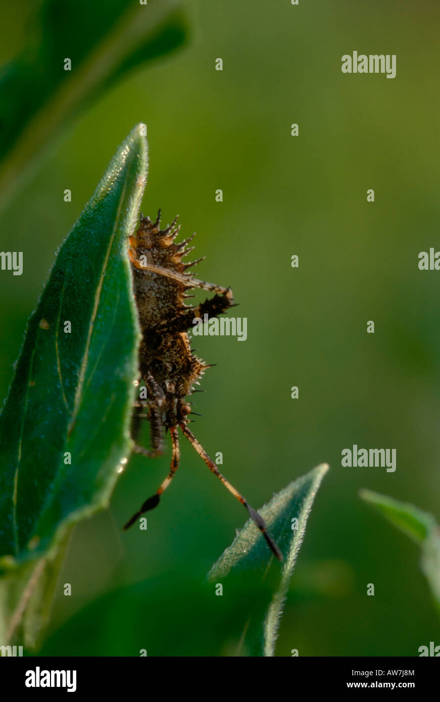 spiny insect on leaf Stock Photo - Alamy