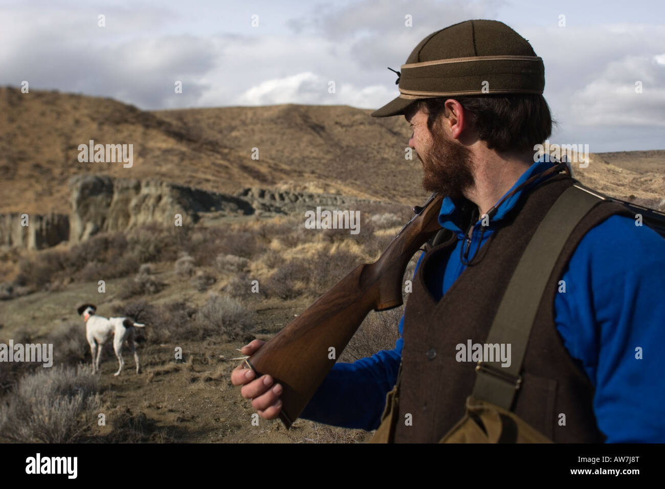 Man upland bird hunting for Alectoris Chukar, Idaho, (MR Stock Photo ...