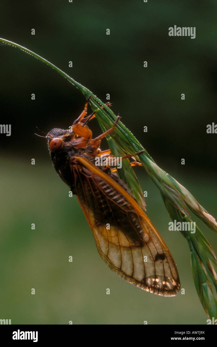 Periodical Cicada (13-year,Magicicada species,Brood XIX) on plant stalk ...