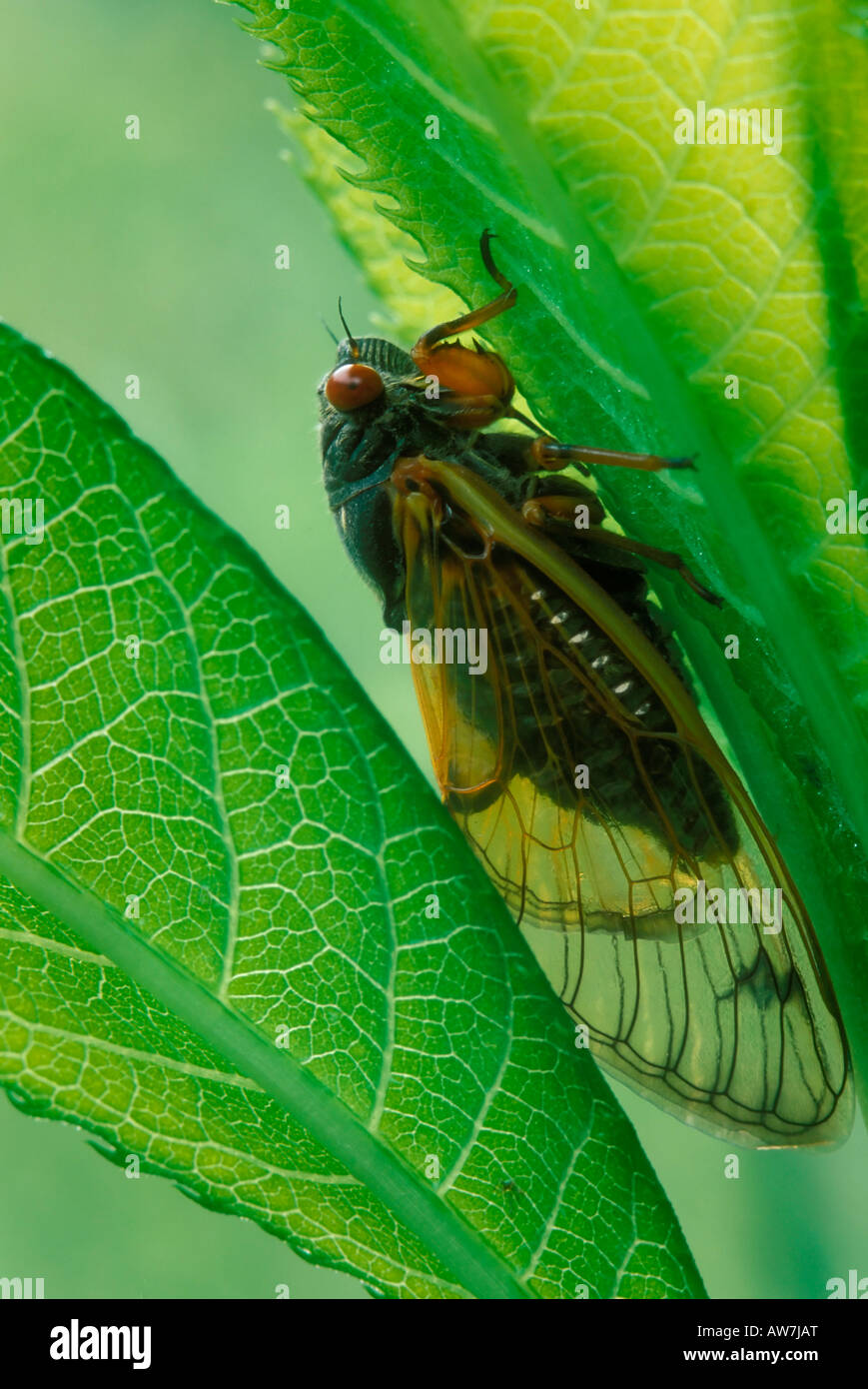 Periodical Cicada (13-year,Magicicada species,Brood XIX) on leaf Stock ...