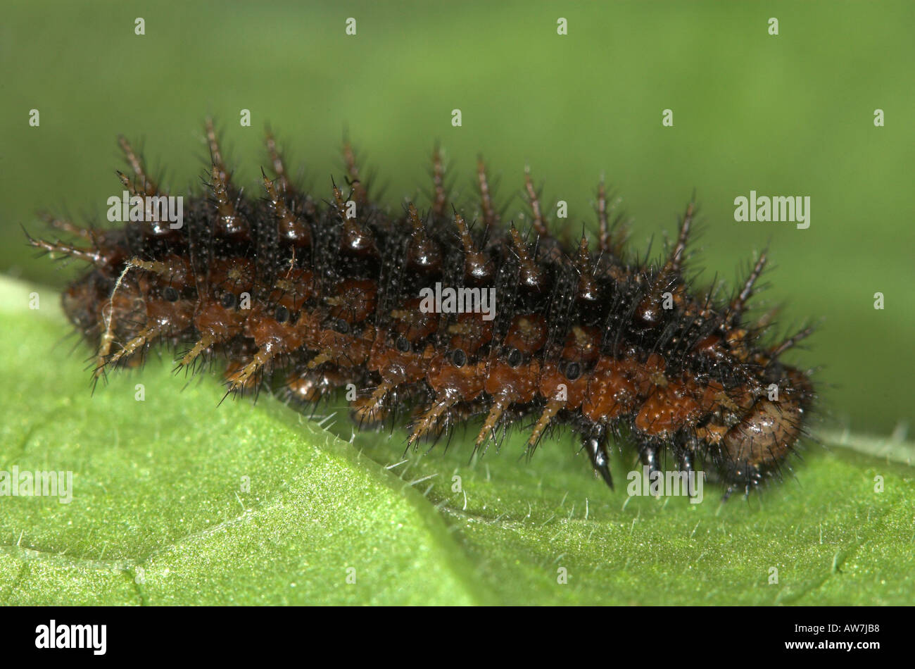 Queen of Spain Fritillary Butterfly Larvae Argynnis lathonia spiny ...