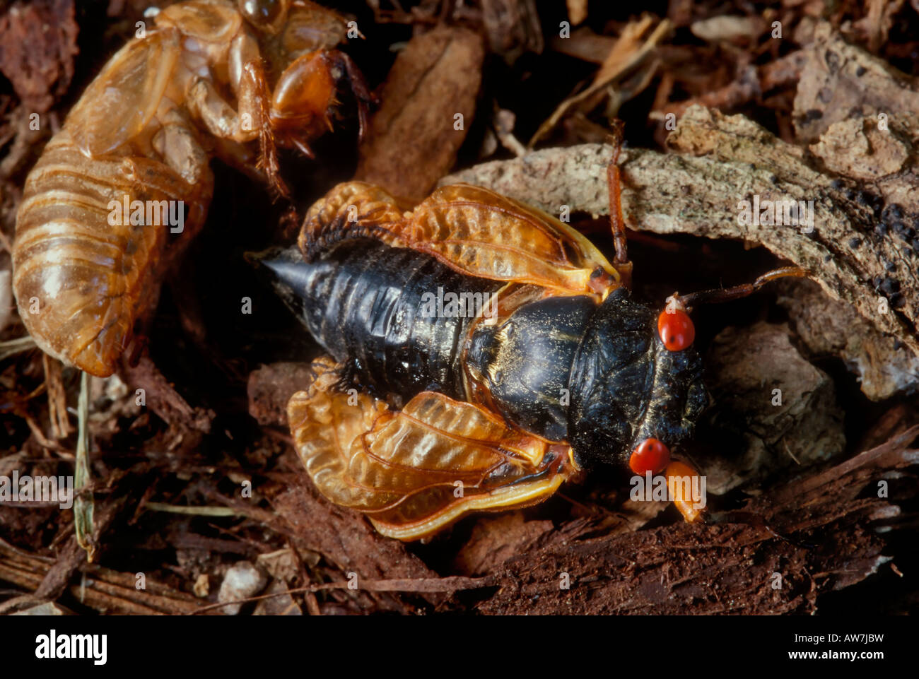 Periodical Cicada (13-year,Magicicada species,Brood XIX) with newly ...