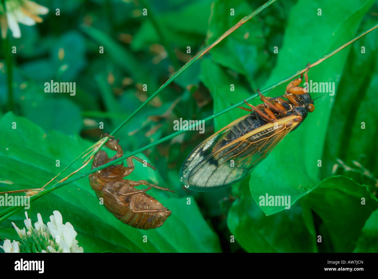 Periodical Cicada (13-year,Magicicada species,Brood XIX) on stem with ...