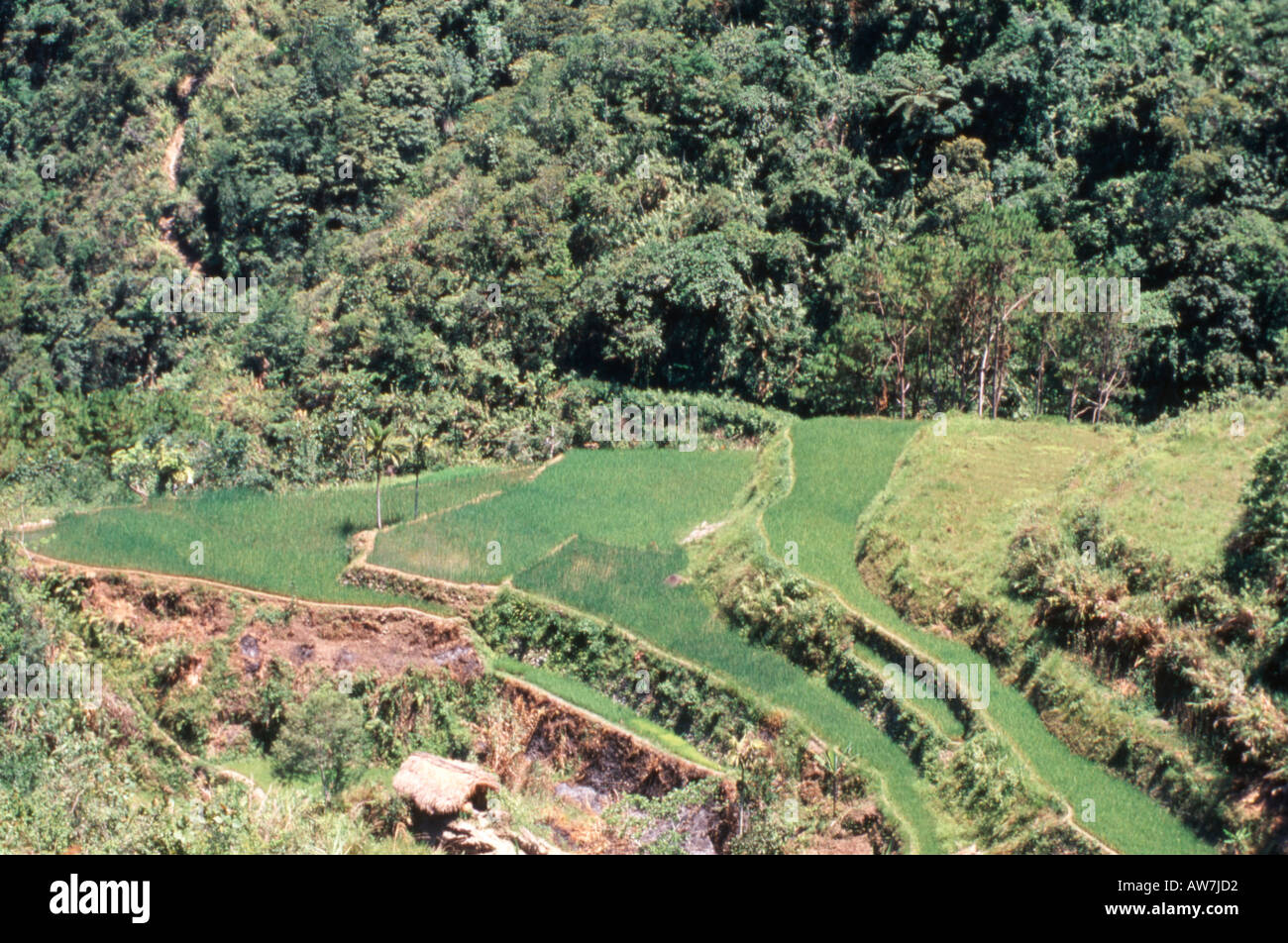 Mountain landscape Batad area Luzon Philippines Stock Photo - Alamy
