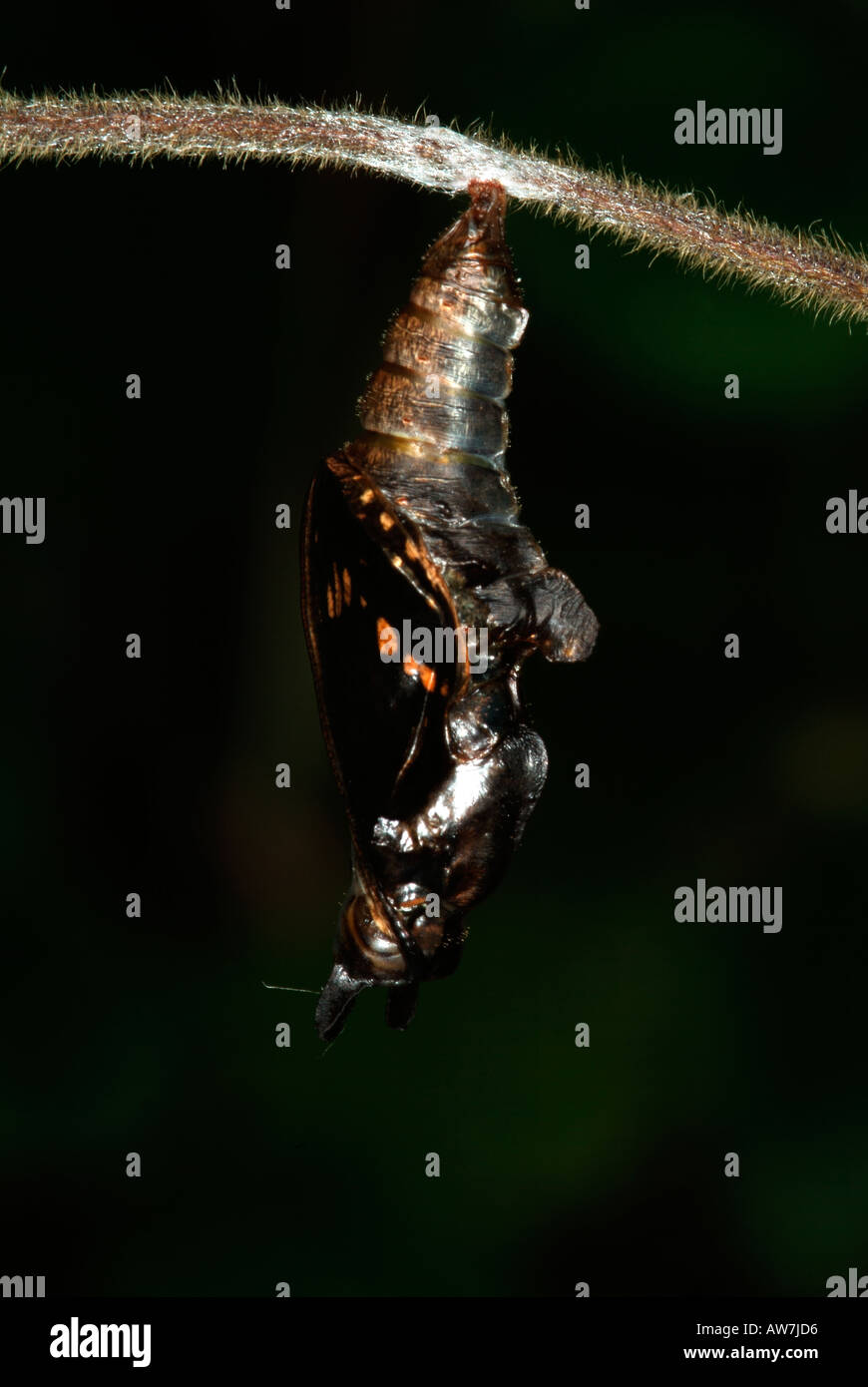 Hatching butterfly lifecycle hi-res stock photography and images - Alamy