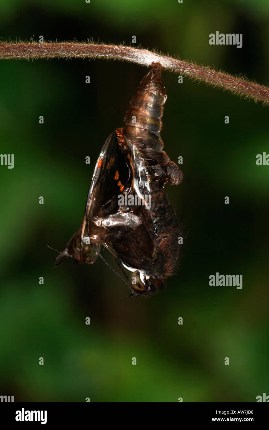 Hatching butterfly lifecycle hi-res stock photography and images - Alamy