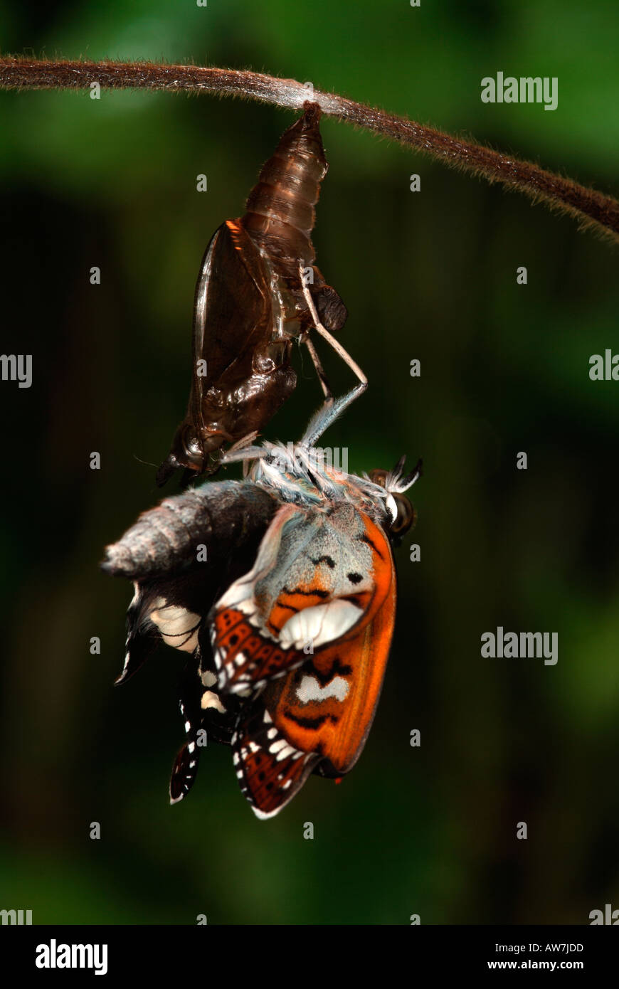 Hatching butterfly lifecycle hi-res stock photography and images - Alamy