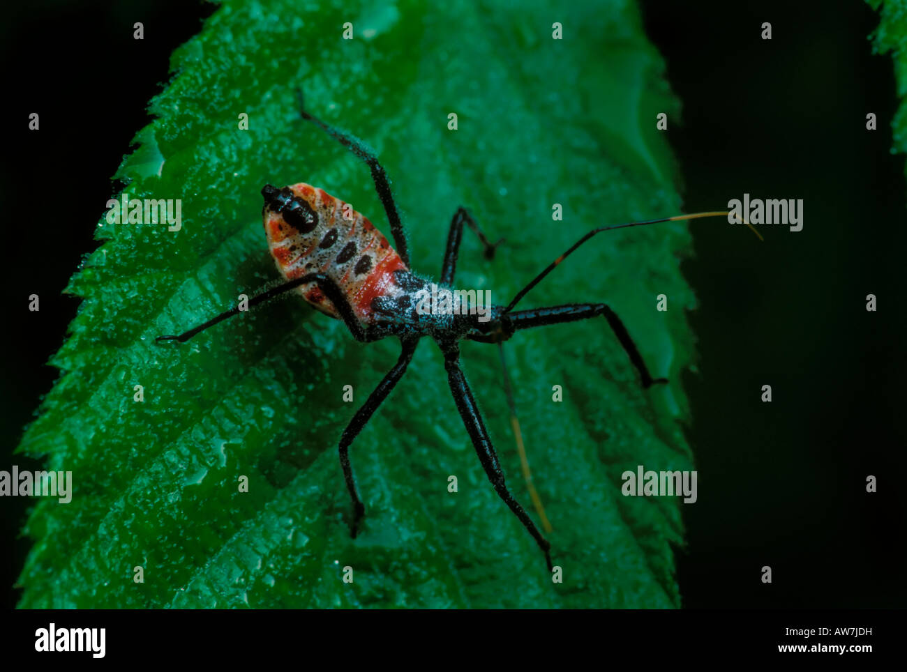 Red assassin bugs hi-res stock photography and images - Alamy