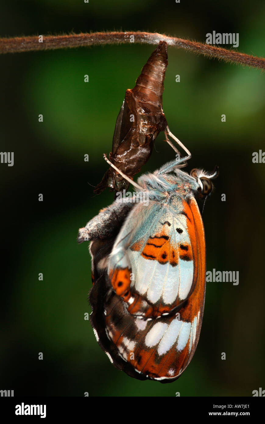 Hatching butterfly lifecycle hi-res stock photography and images - Alamy