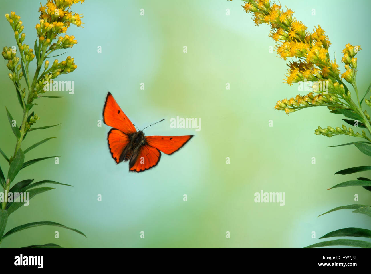 Large Copper Butterfly Lycaena dispar in flight flying was extinct in ...