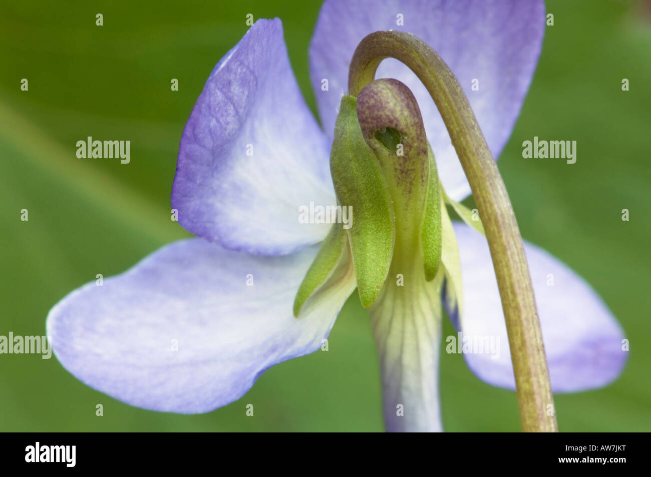 Common Blue Violet Viola papilionacea Violet Family Violaceae Steel ...