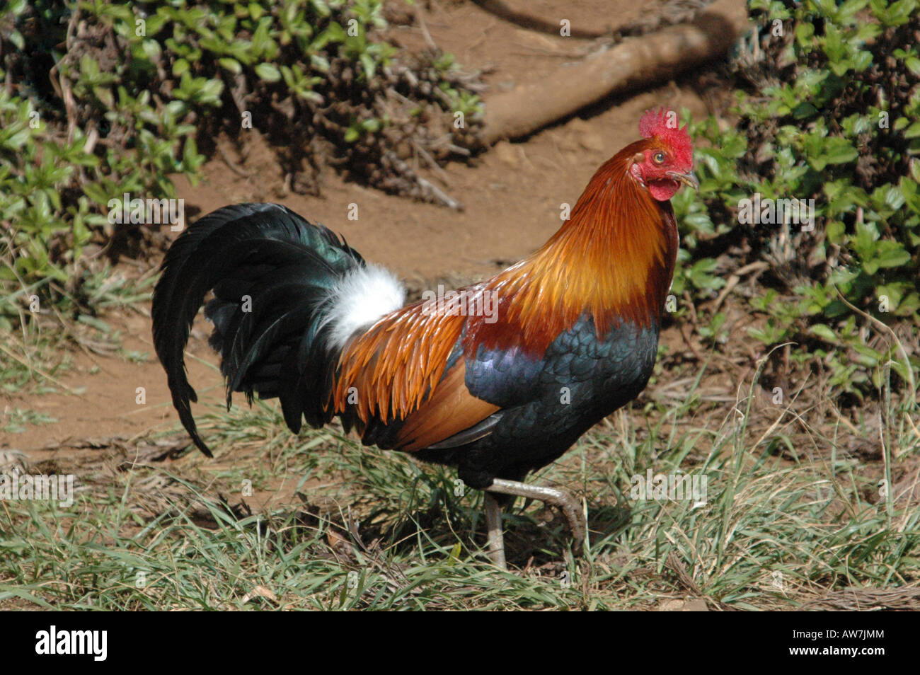 Wild Rooster in Kauai Hawaii Stock Photo - Alamy