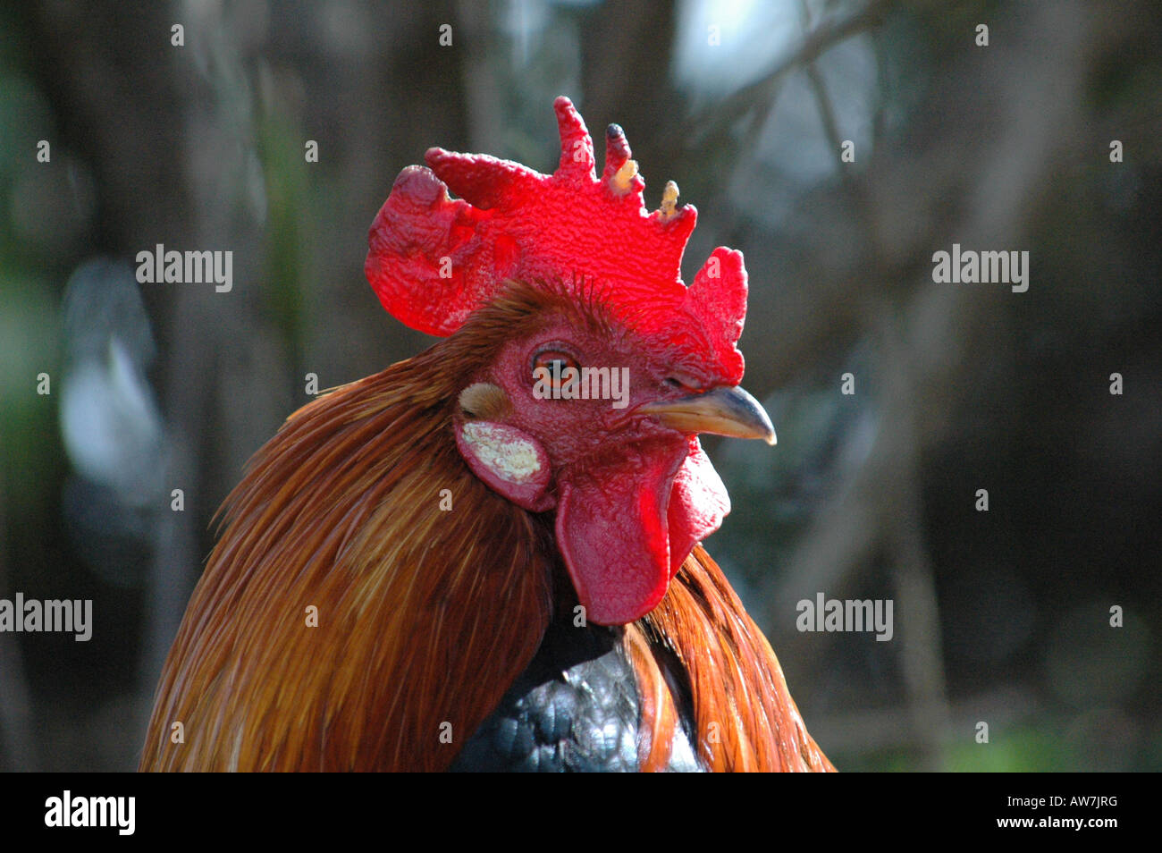 Red Rooster High Resolution Stock Photography and Images - Alamy
