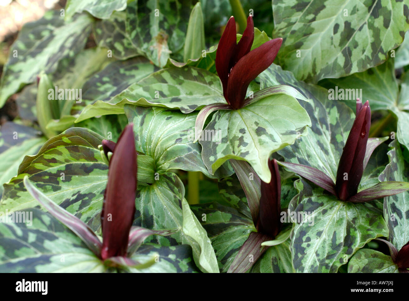Spotted trillium hi-res stock photography and images - Alamy