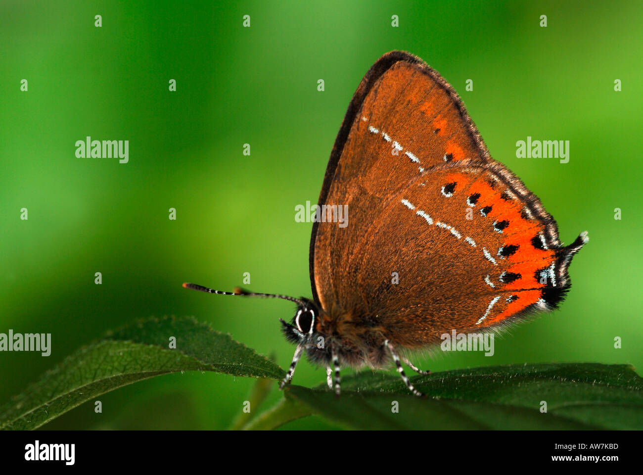 Black Hairstreak Butterfly Strymonidia pruni United Kingdom Stock Photo ...