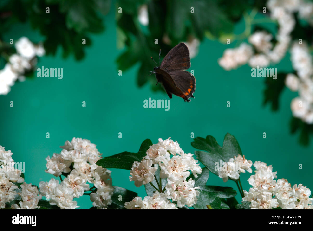 Strymonidia pruni hi-res stock photography and images - Alamy