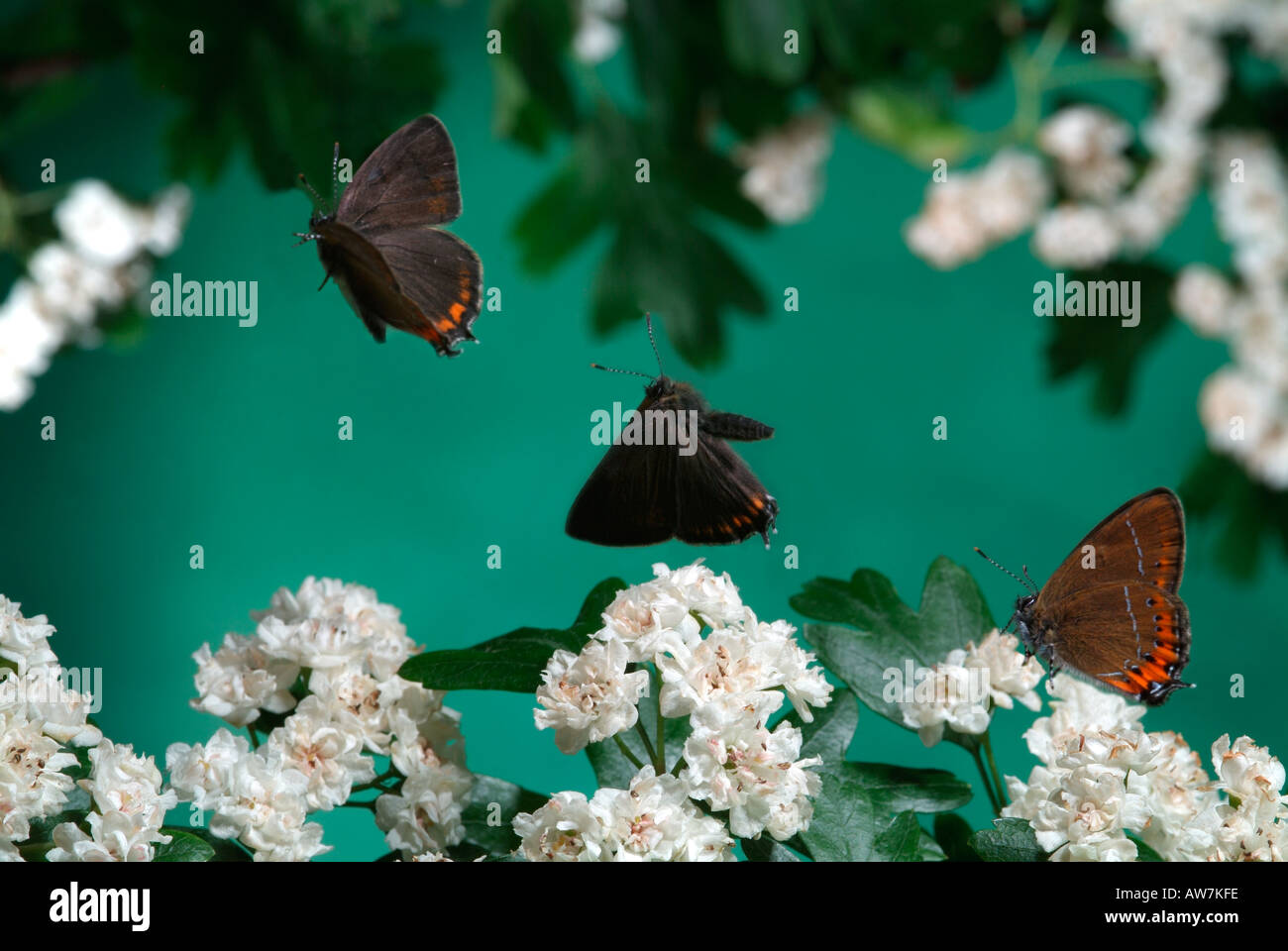 Strymonidia hi-res stock photography and images - Alamy