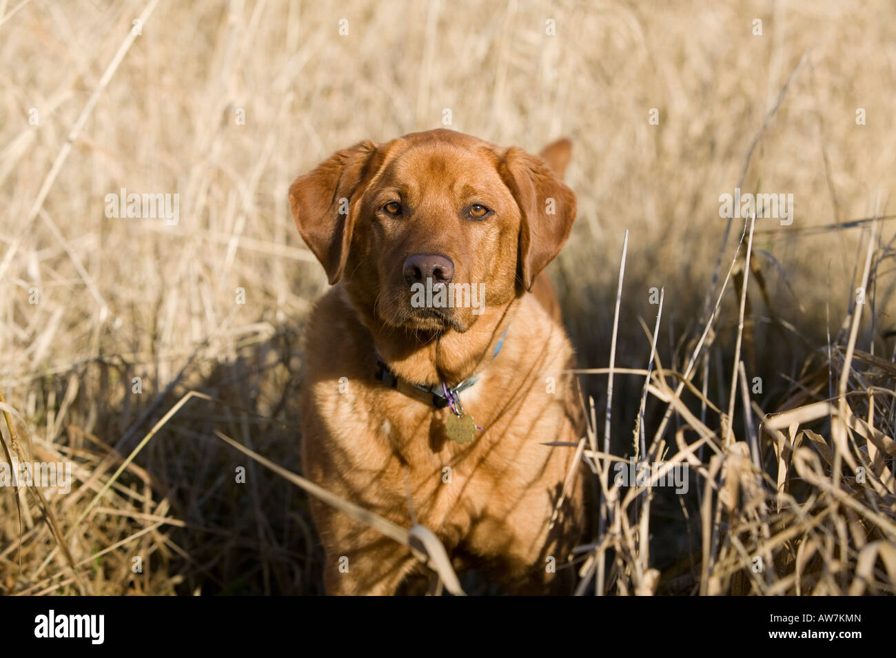 Labrador dog in grass field Stock Photo - Alamy