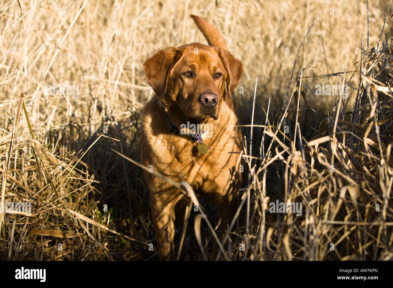 Labrador dog in grass field Stock Photo - Alamy