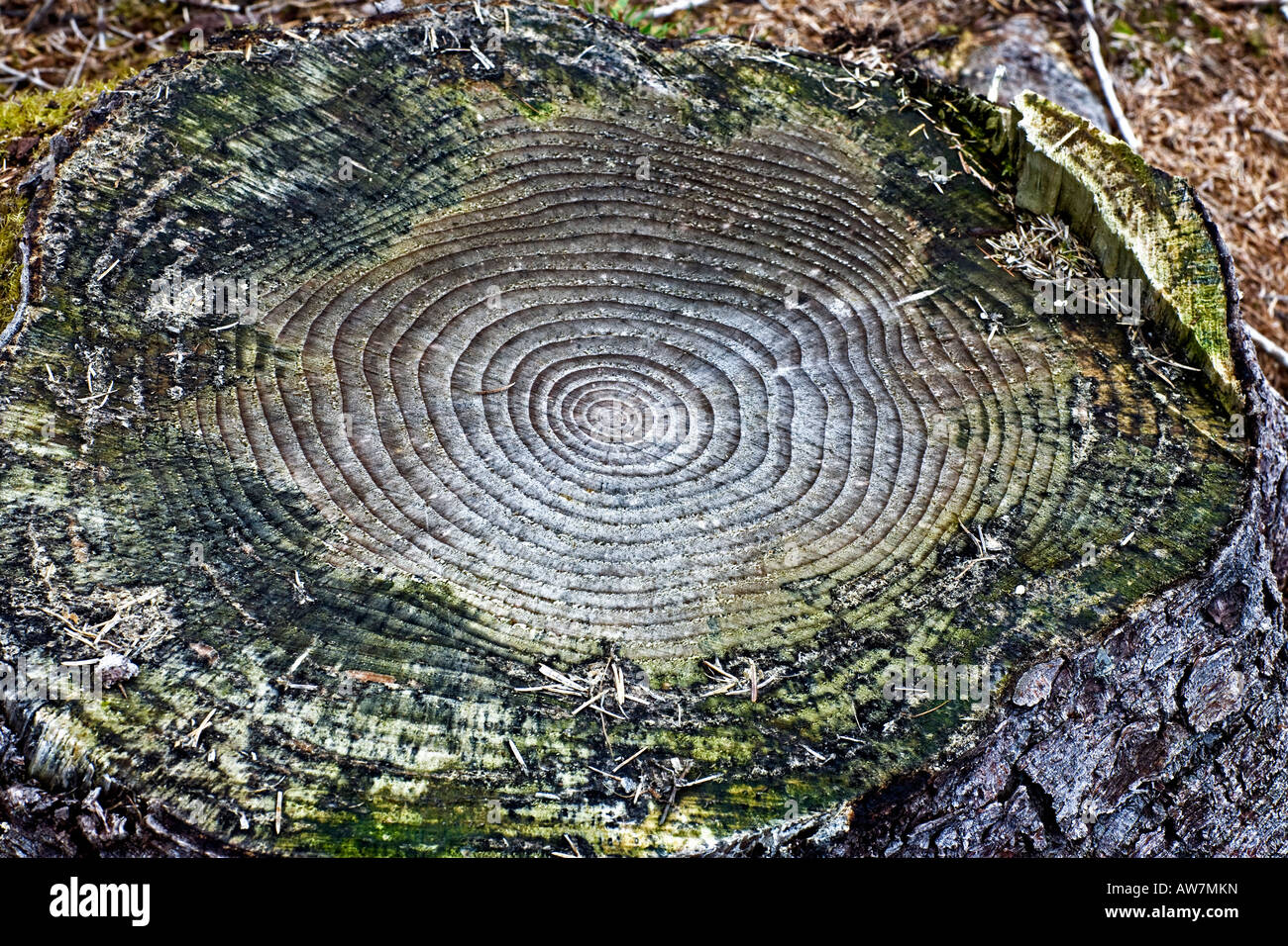 A felled tree showing the annual growth rings Stock Photo - Alamy