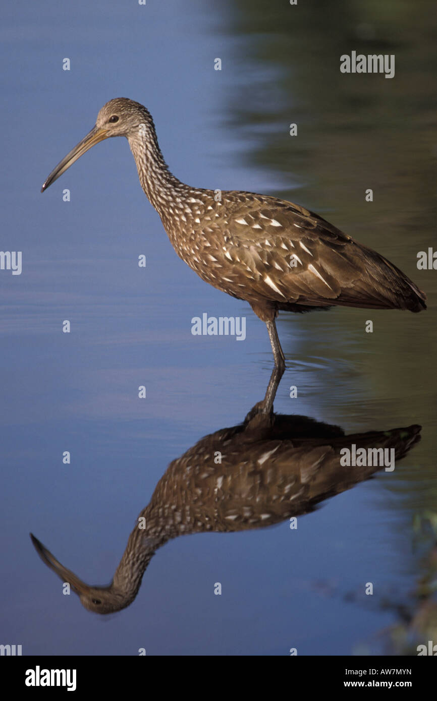 Limpkin, Aramus guarauna, wading with reflection Stock Photo - Alamy