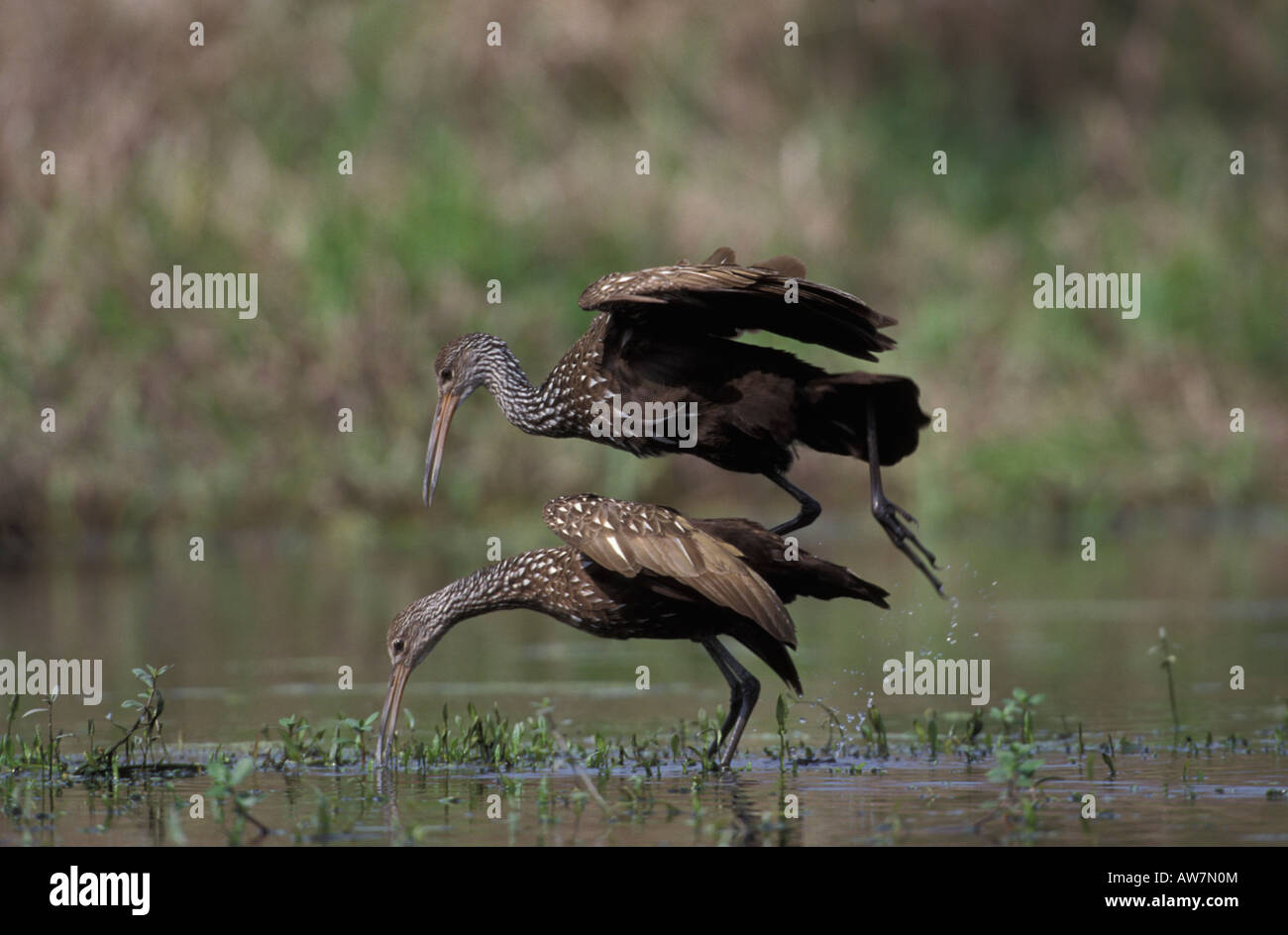 Limpkin male and female mating, Aramus guarauna Stock Photo - Alamy