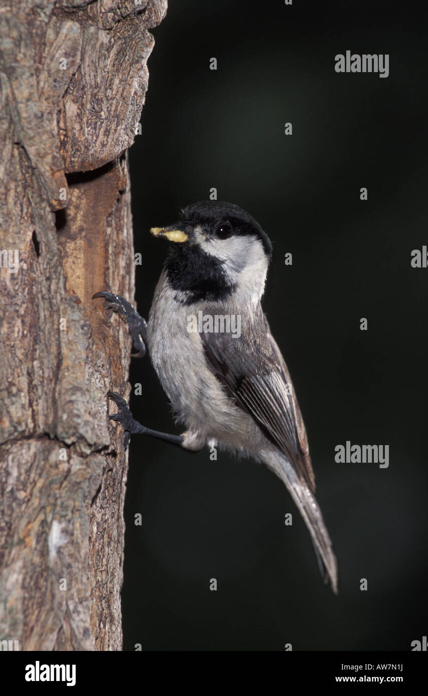 Carolina Chickadee, Poecile carolinensis, with food at nest cavity ...