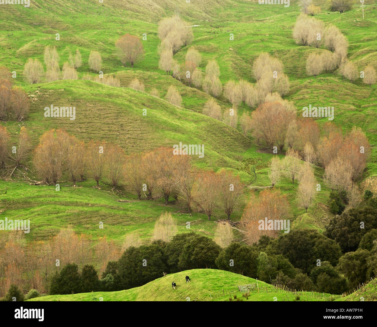 green farm land Stock Photo - Alamy