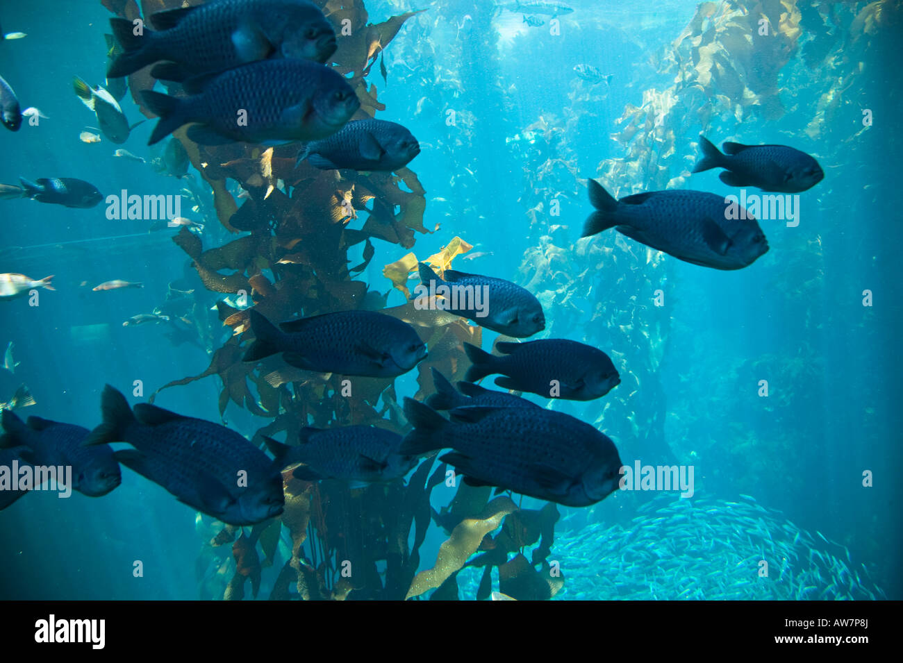 Fish exhibit Monterey Bay Aquarium, California, USA Stock Photo - Alamy