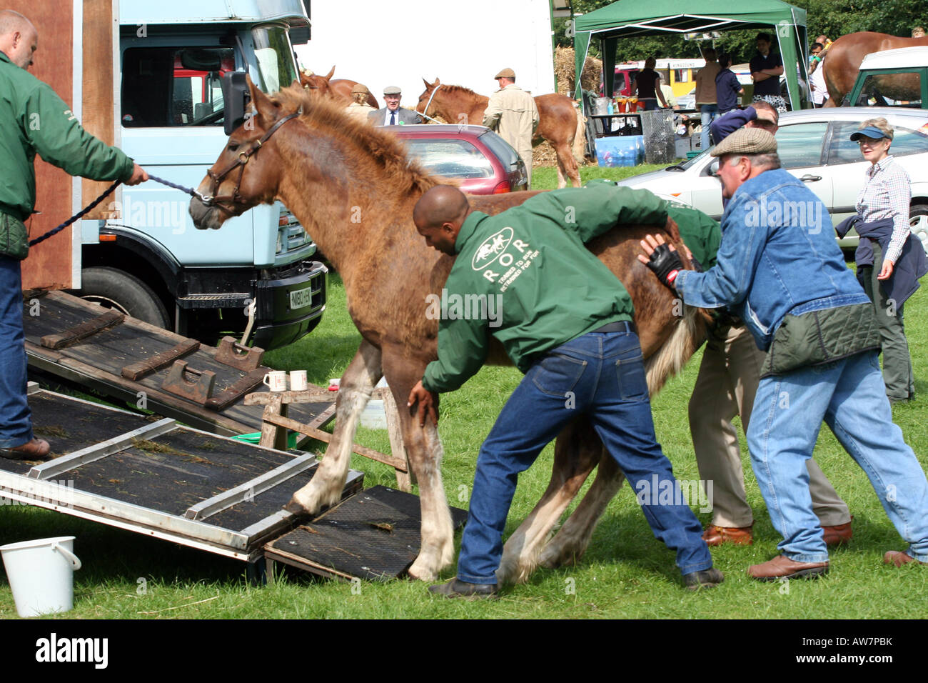 At a horse show four men "persuade" a Suffolk Punch colt to go in the ...