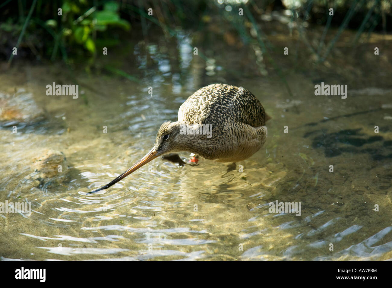 Marbled godwit Picapanda canelo bird Monterey Bay Aquarium, California ...