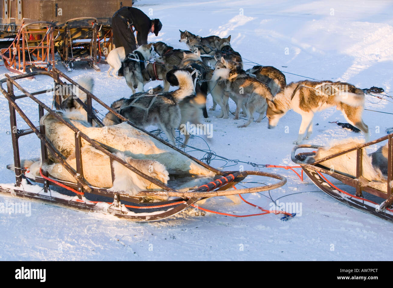 Sled dogs in Saariselka Northern Finland Stock Photo - Alamy