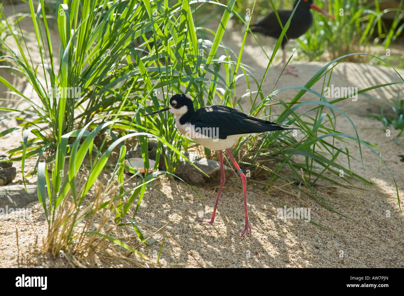 Black necked stilt Candelero americano bird Monterey Bay Aquarium ...