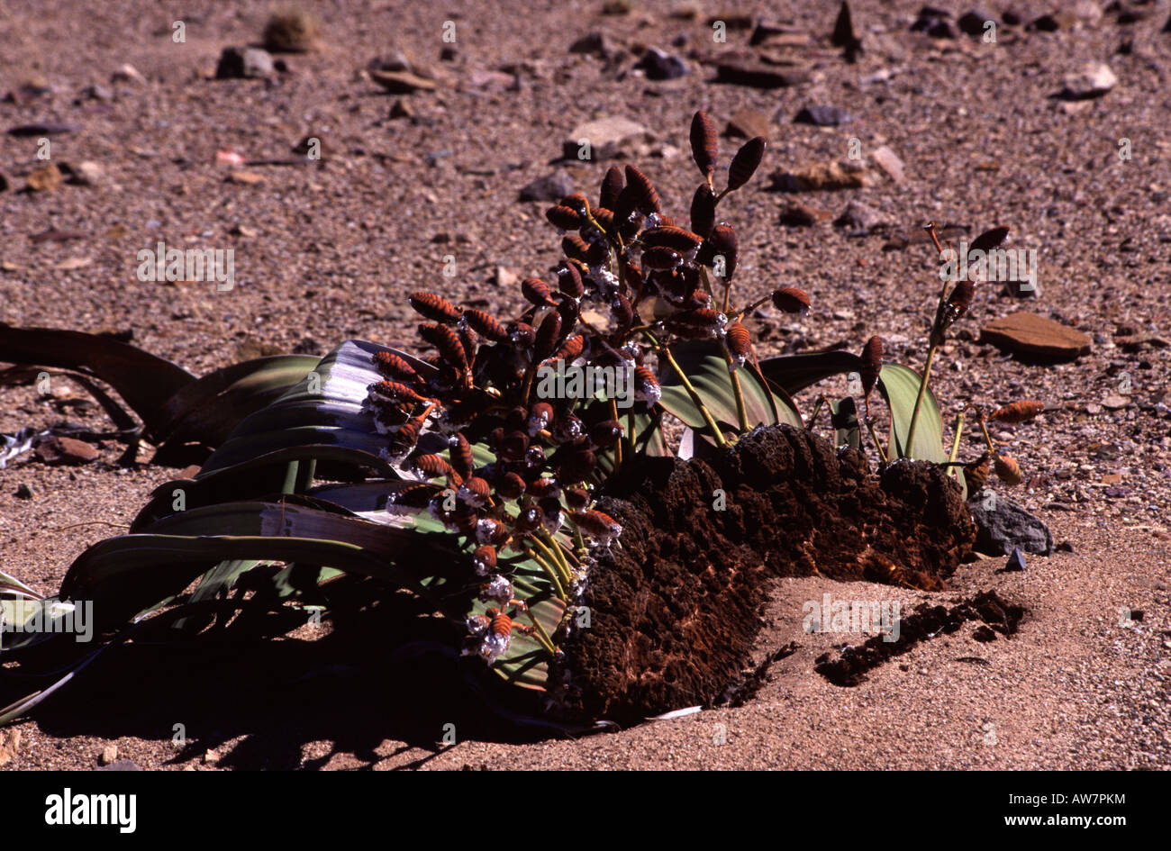 Welwitschia flower hi-res stock photography and images - Alamy