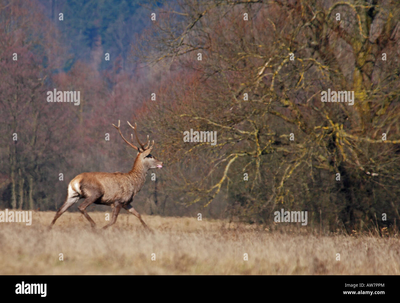 Running stag hi-res stock photography and images - Alamy