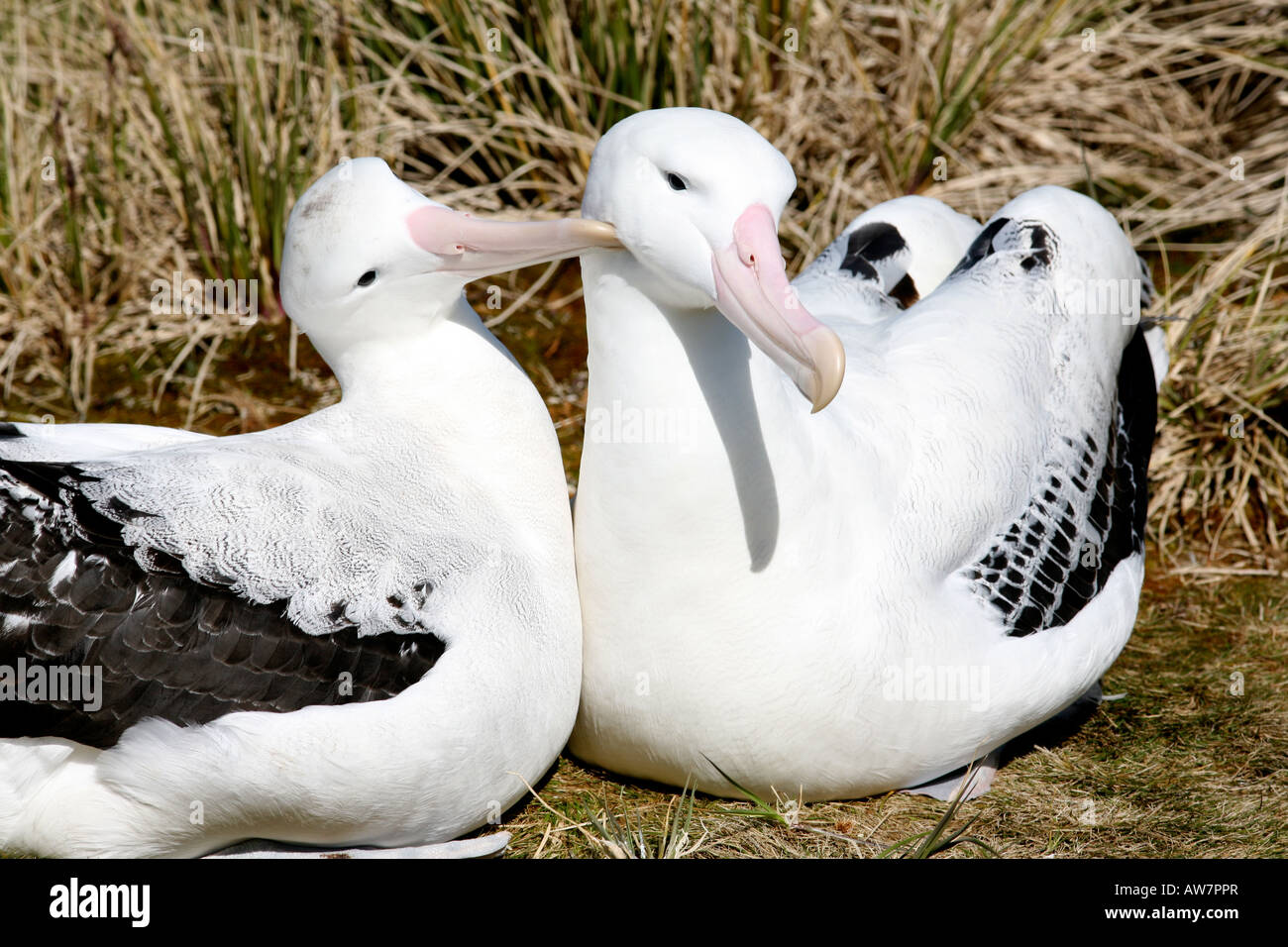 Giant albatross couples mate for up to 25 years together Stock Photo ...