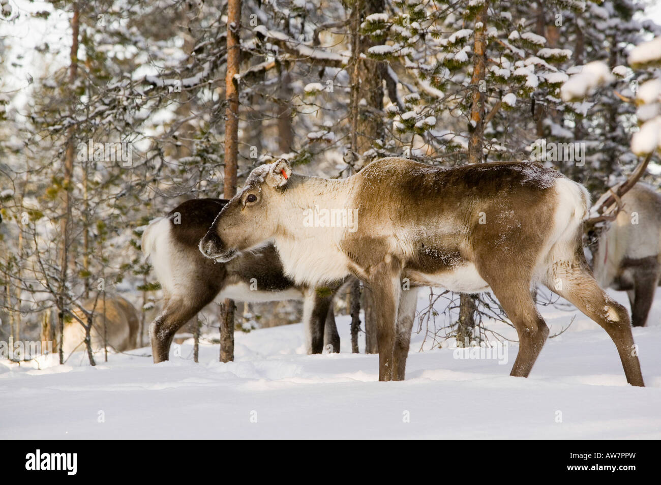 Forest reindeer hi-res stock photography and images - Alamy