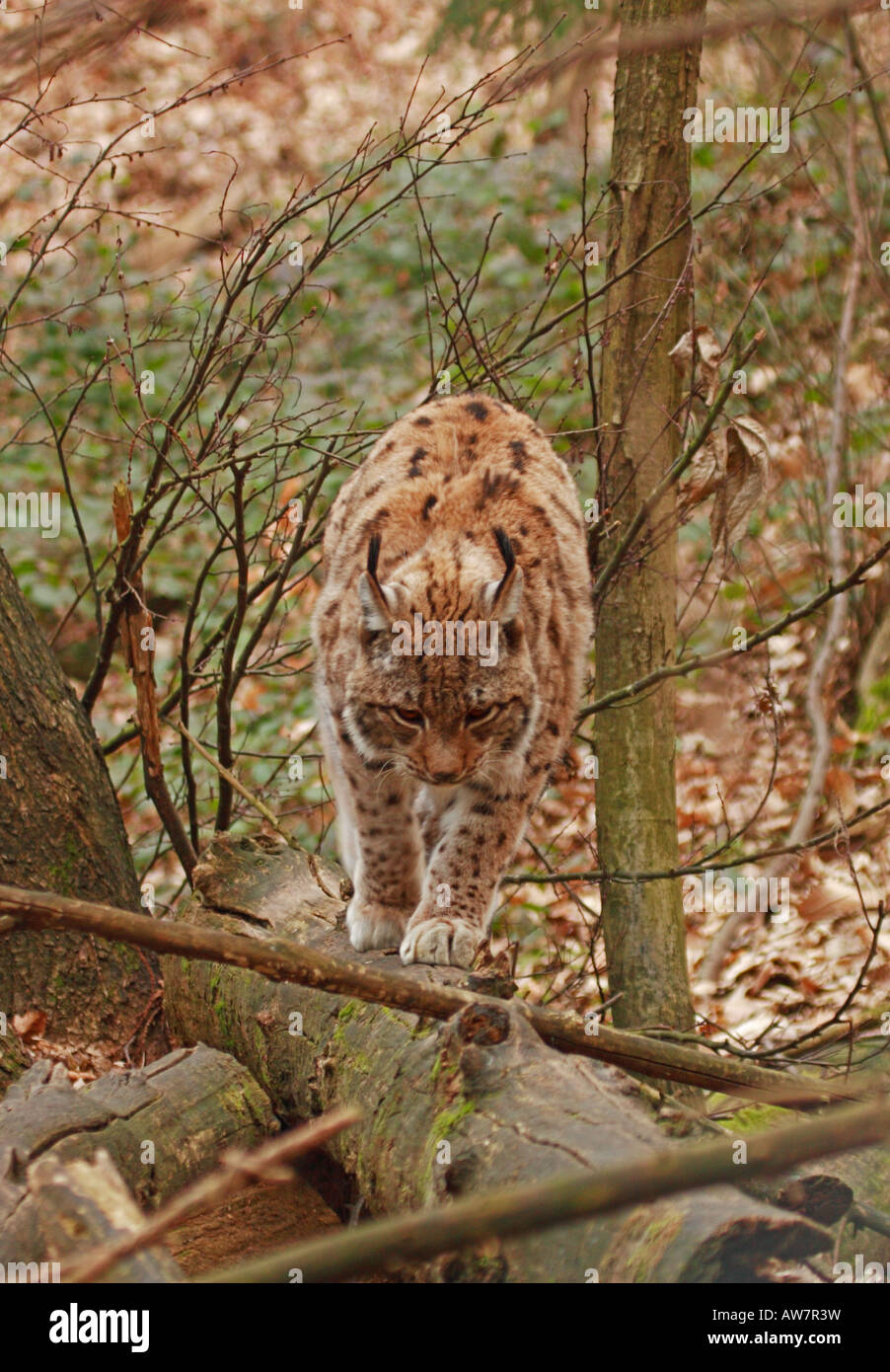 female Eurasian lynx Lynx lynx walking Stock Photo - Alamy