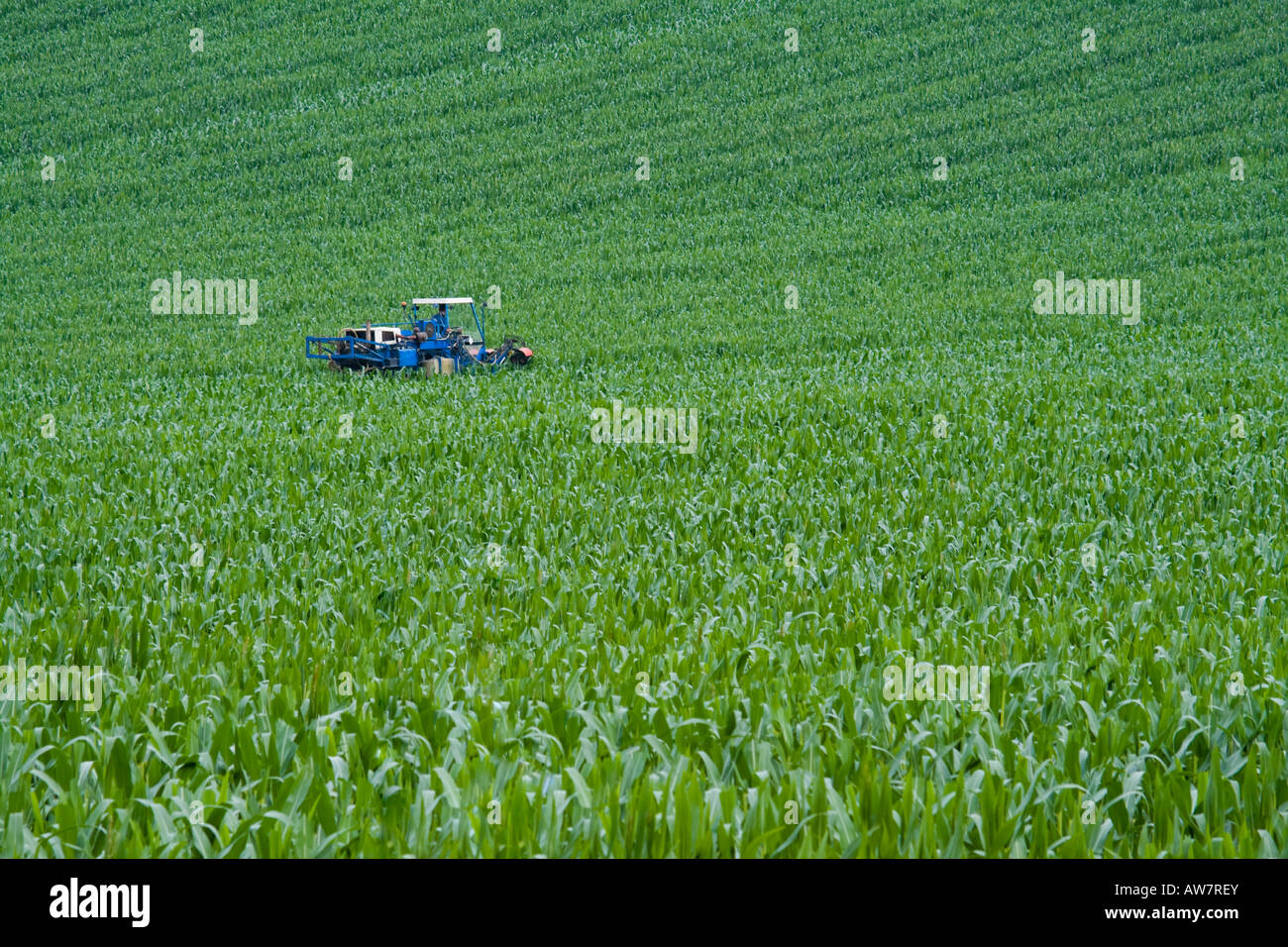 Blue tractor in a corn field. Horizontal shot Stock Photo - Alamy
