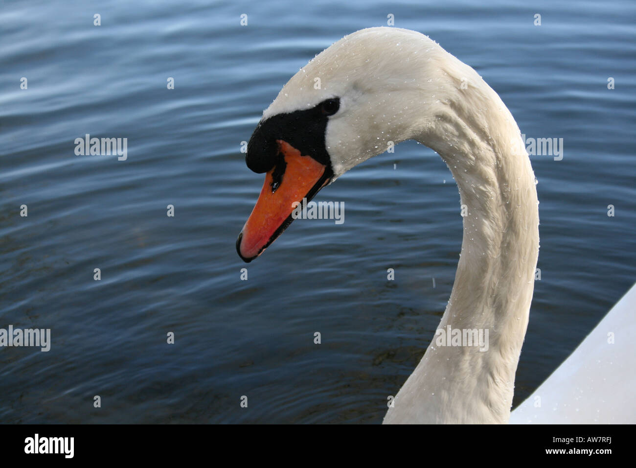 Swan Head High Resolution Stock Photography and Images - Alamy