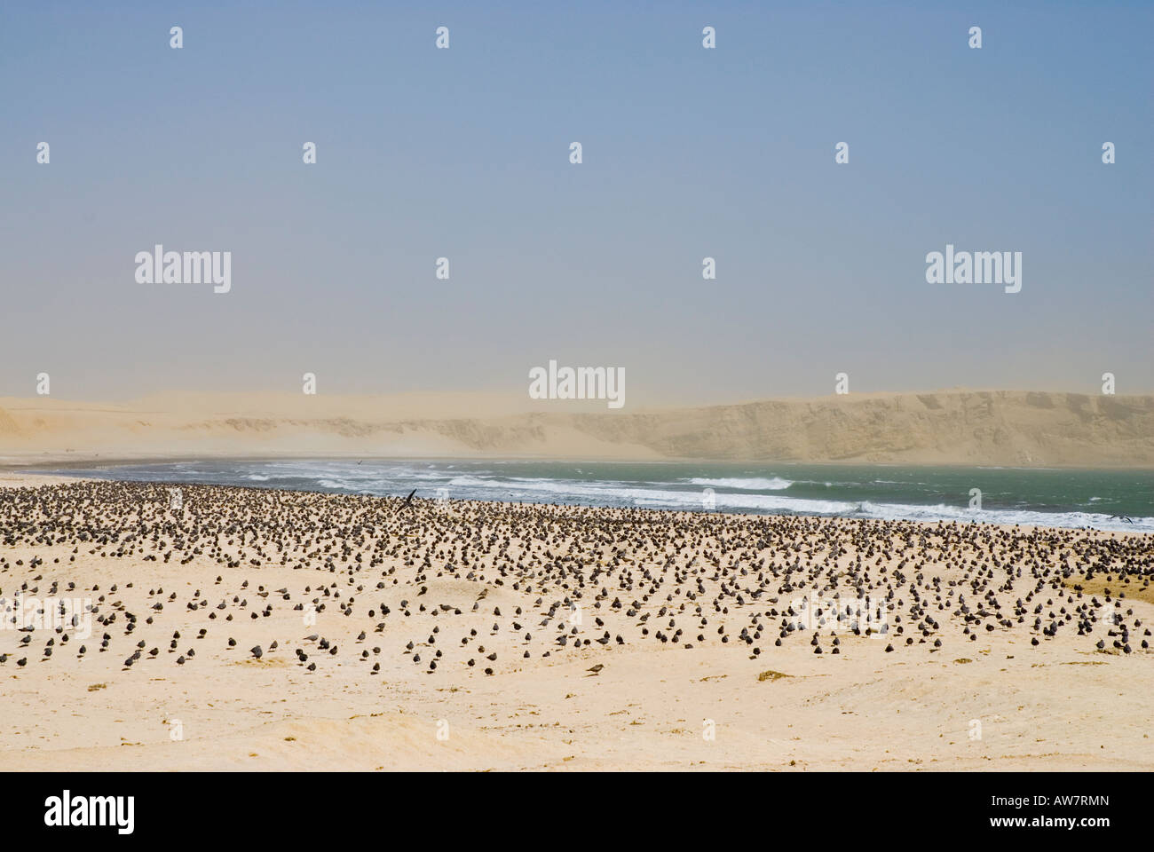 COASTAL FOG over desert, Paracas National Park Peru. With large flock ...