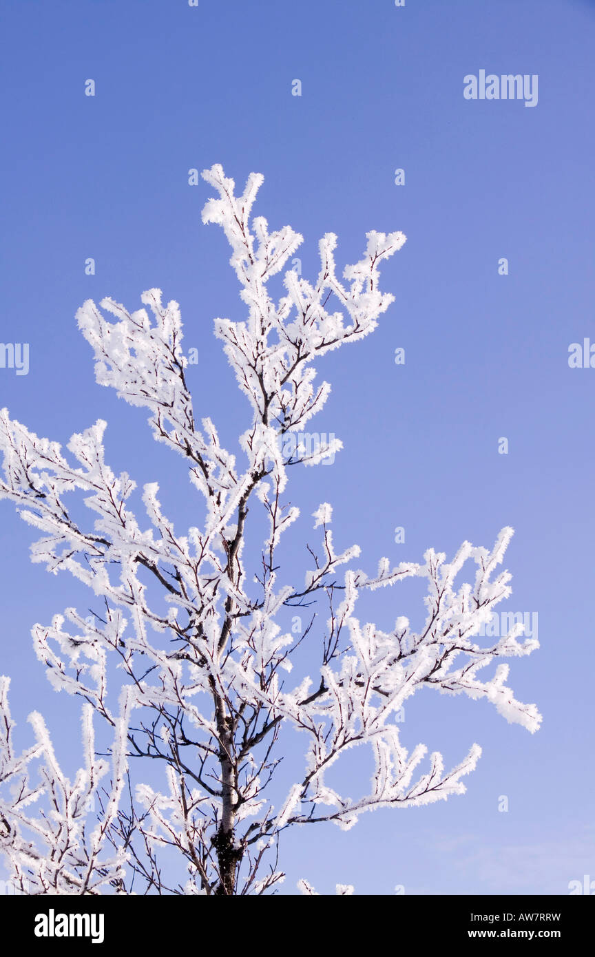 Trees in the Urho Kehkkosen National Park near Saariselka Northern ...