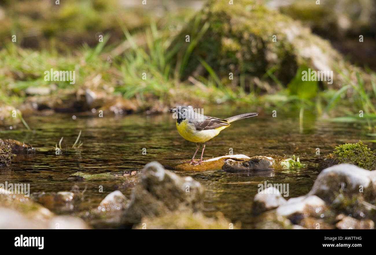Bird carrying stones hi-res stock photography and images - Alamy