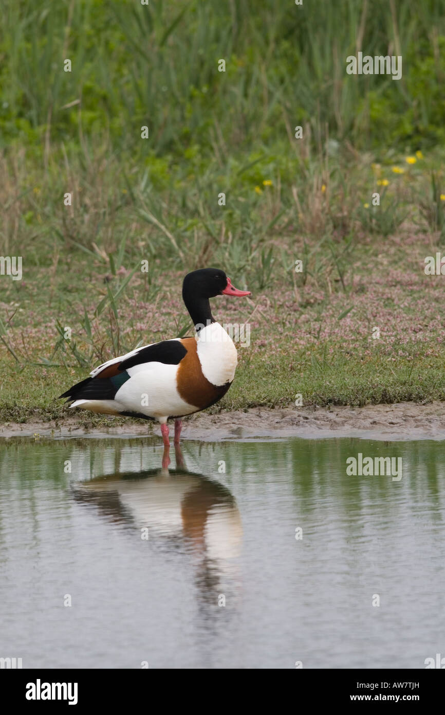Shelduck, UK, spring Stock Photo - Alamy